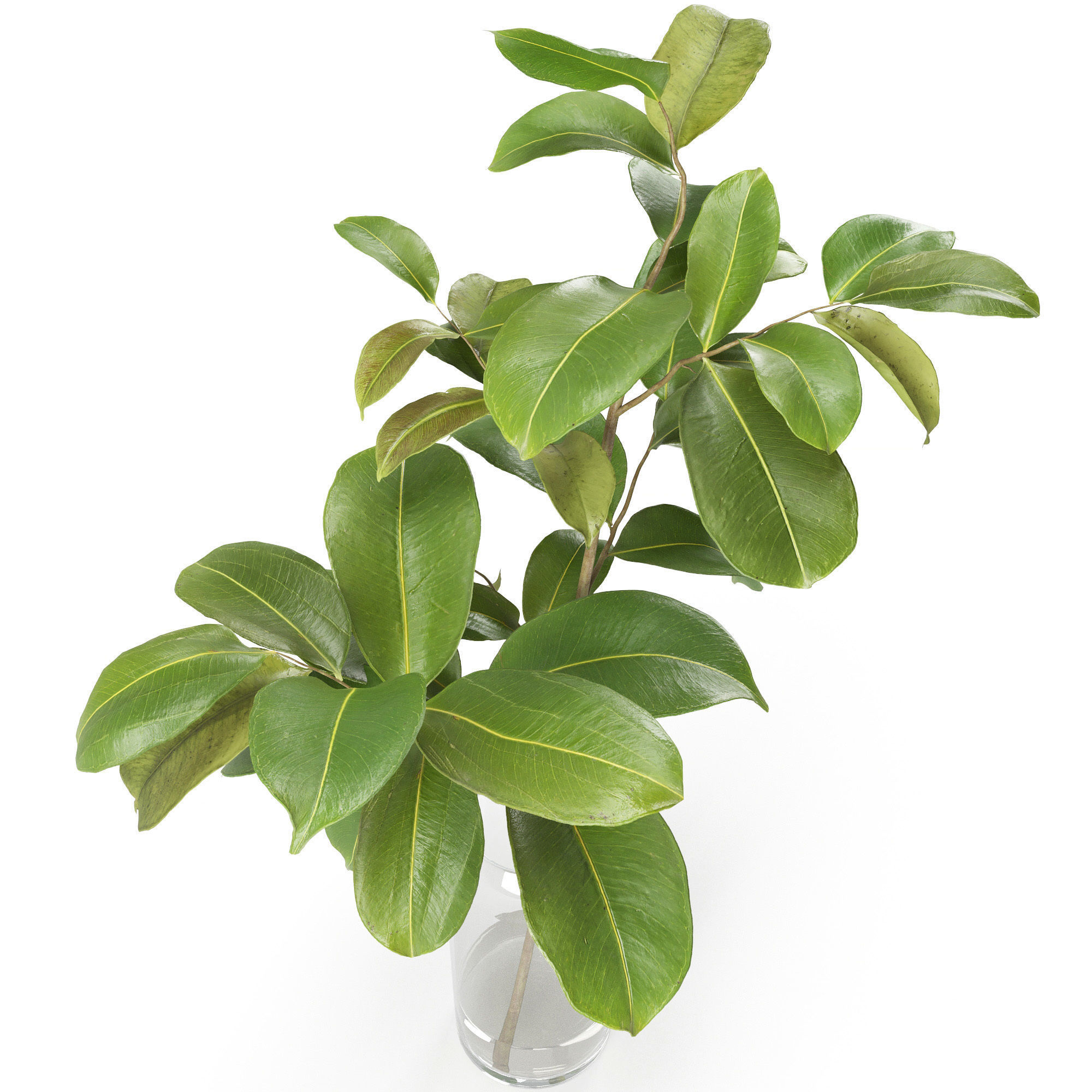 Magnolia Branch set 01 3D model | CGTrader