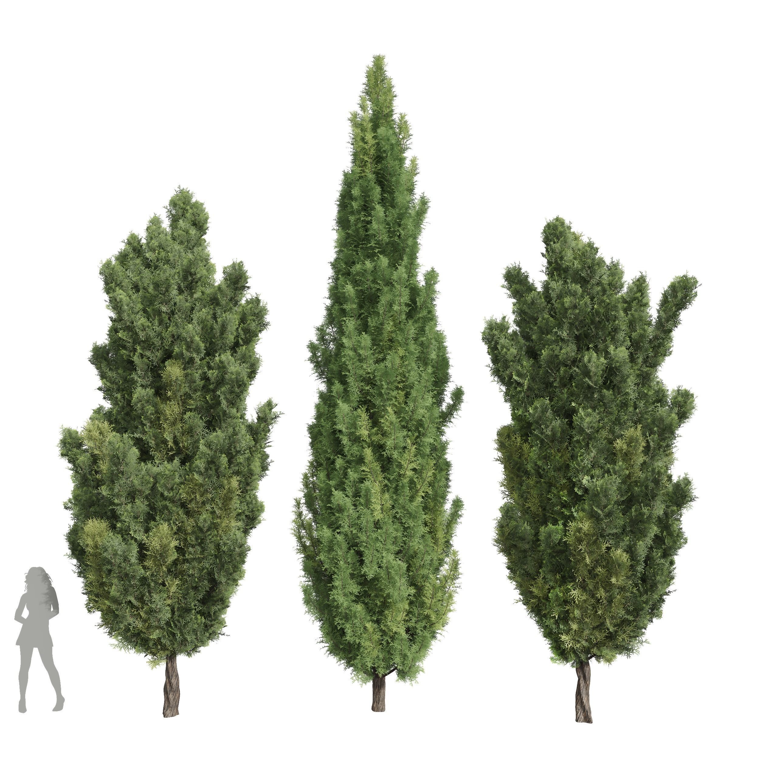 Mediterranean Cypress Italian Cypress High details 001 3D model | CGTrader