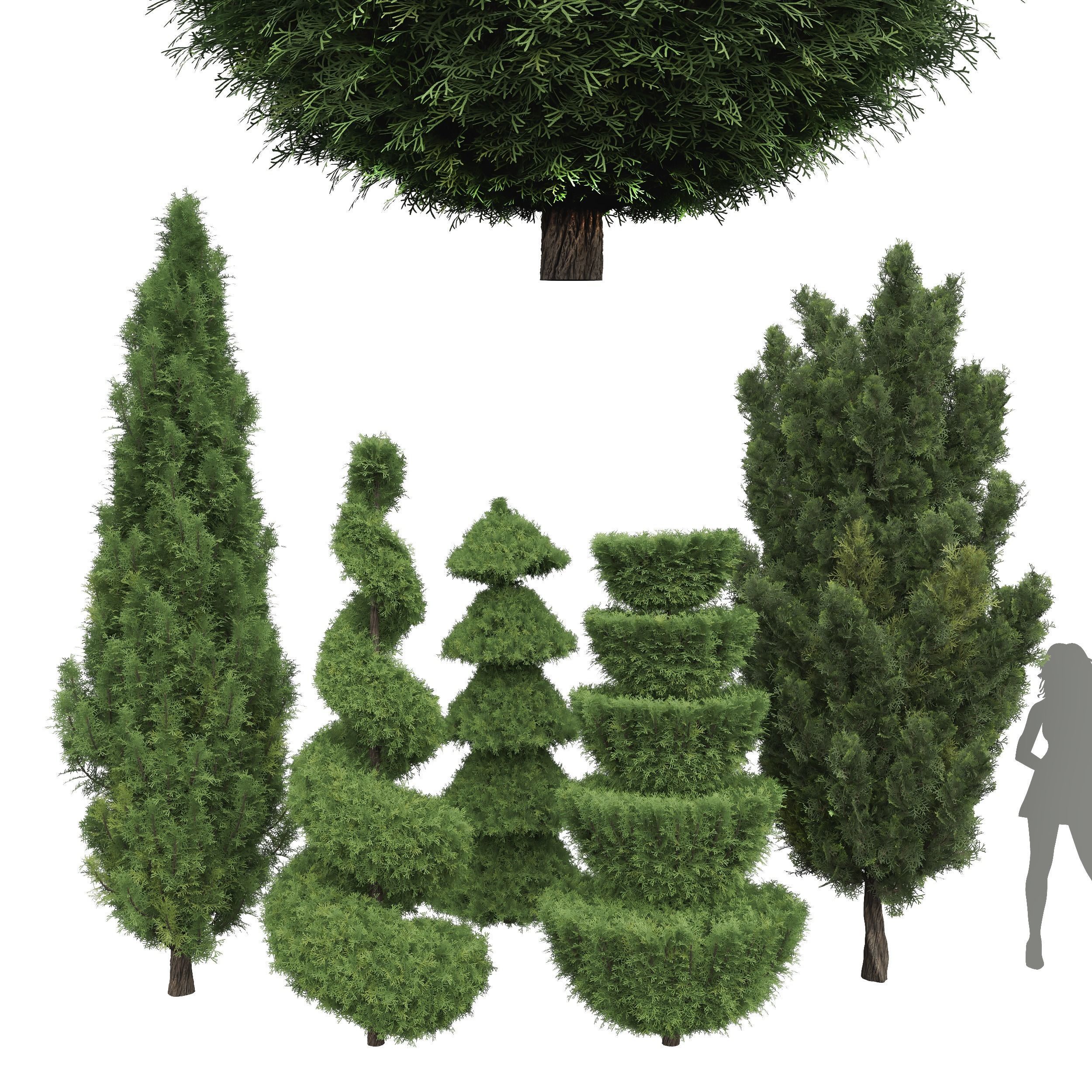 Juniperus chinensis Spartan Taylor Juniper Leyland cypress 3D model ...