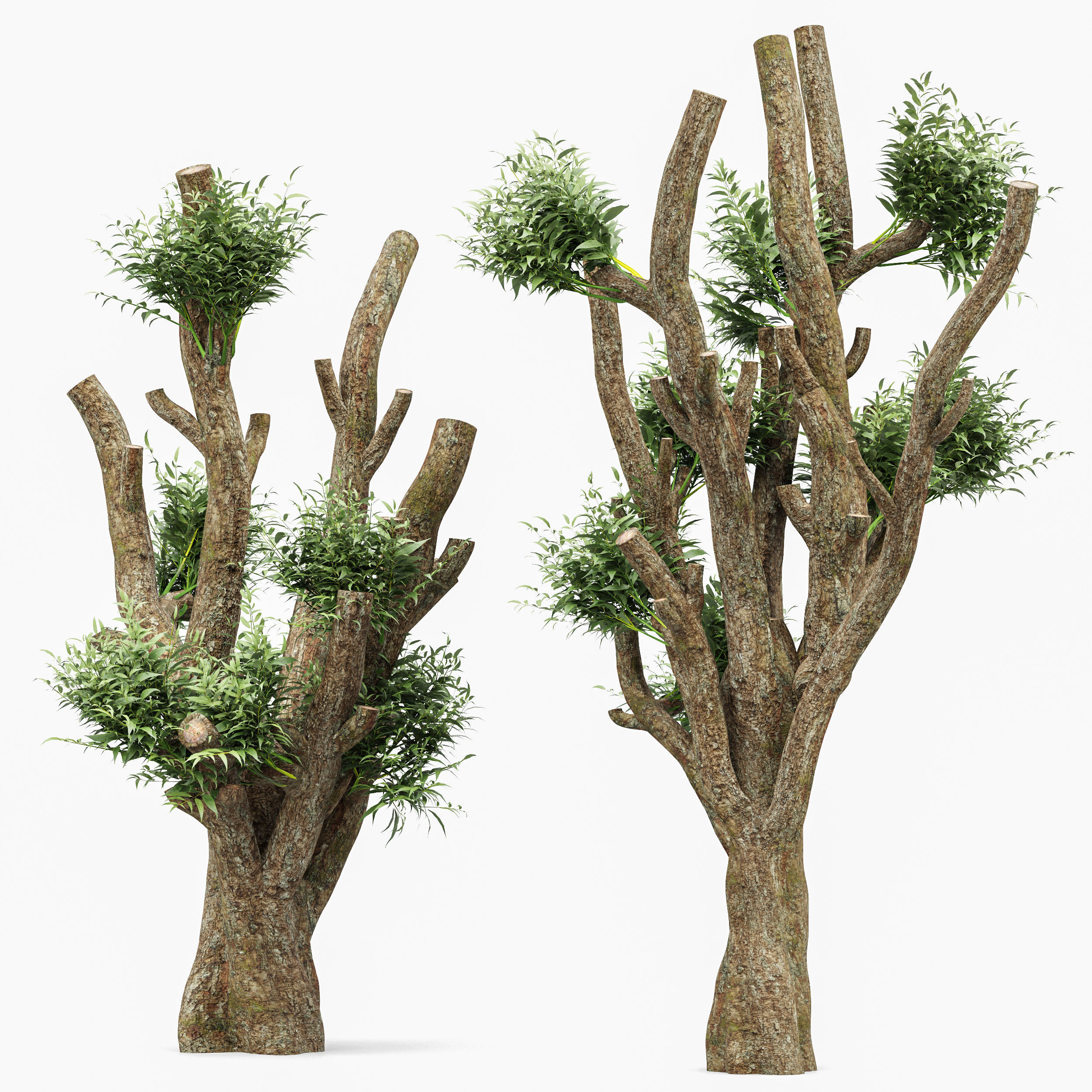 Beautiful Tree Japanese Cherry Pollard Willow Tree 3D model | CGTrader
