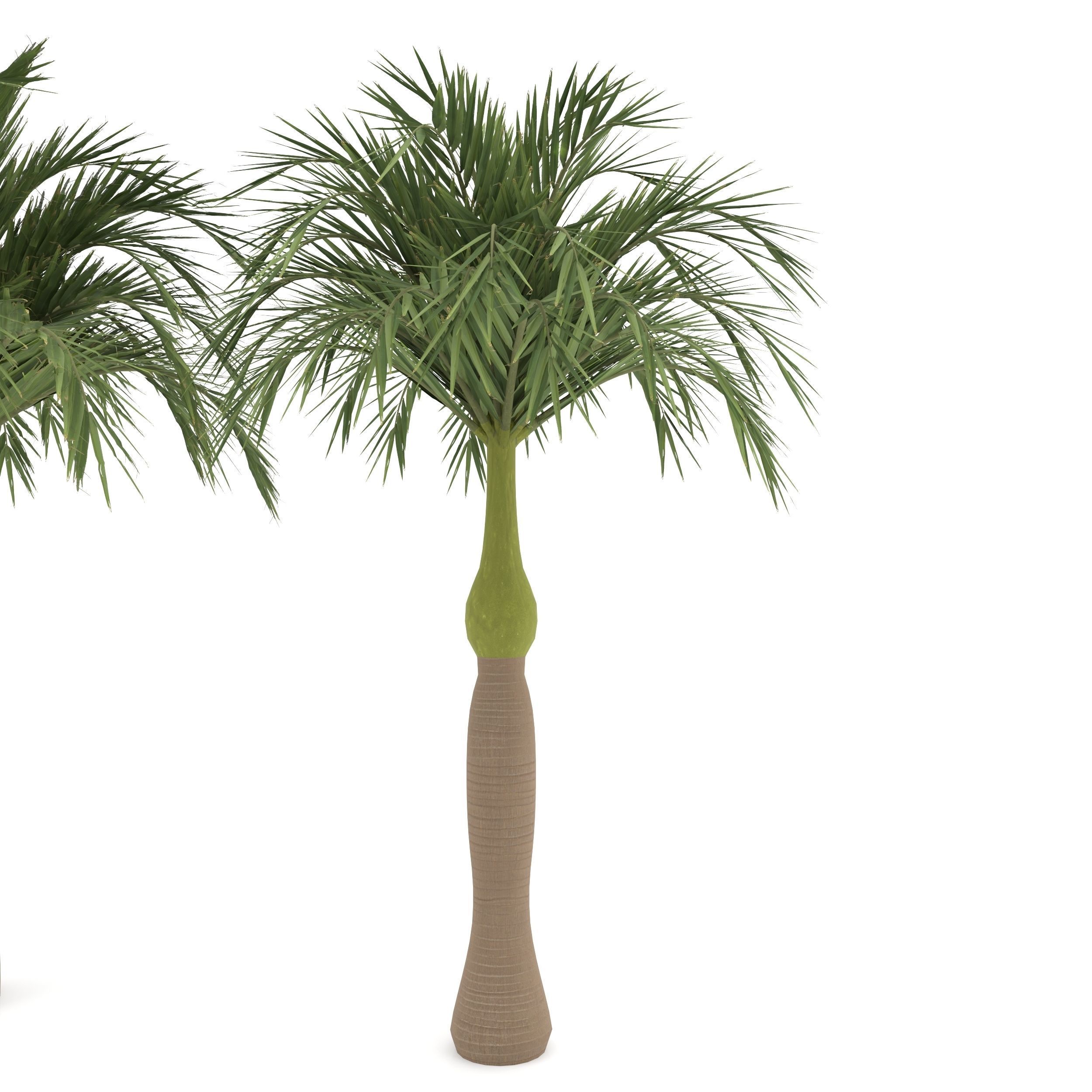 palm tree 72 3D model | CGTrader