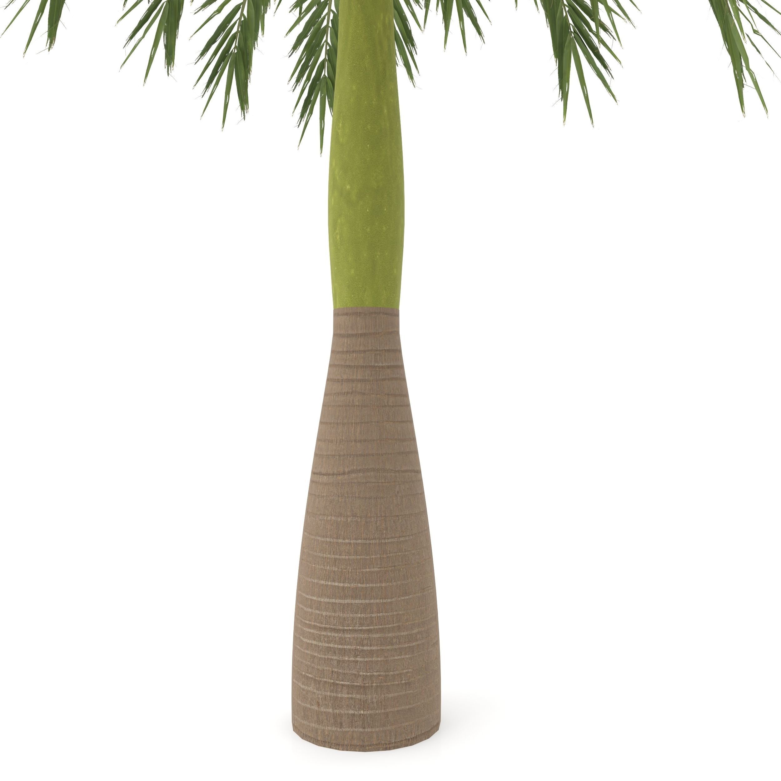 palm tree 72 3D model | CGTrader