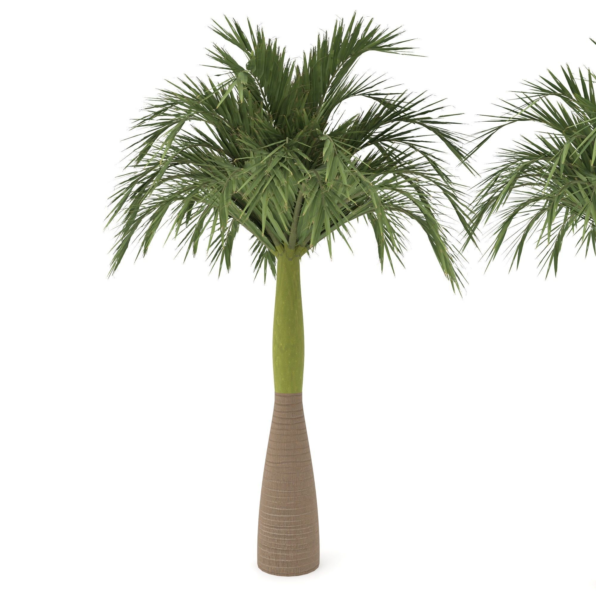 palm tree 72 3D model | CGTrader