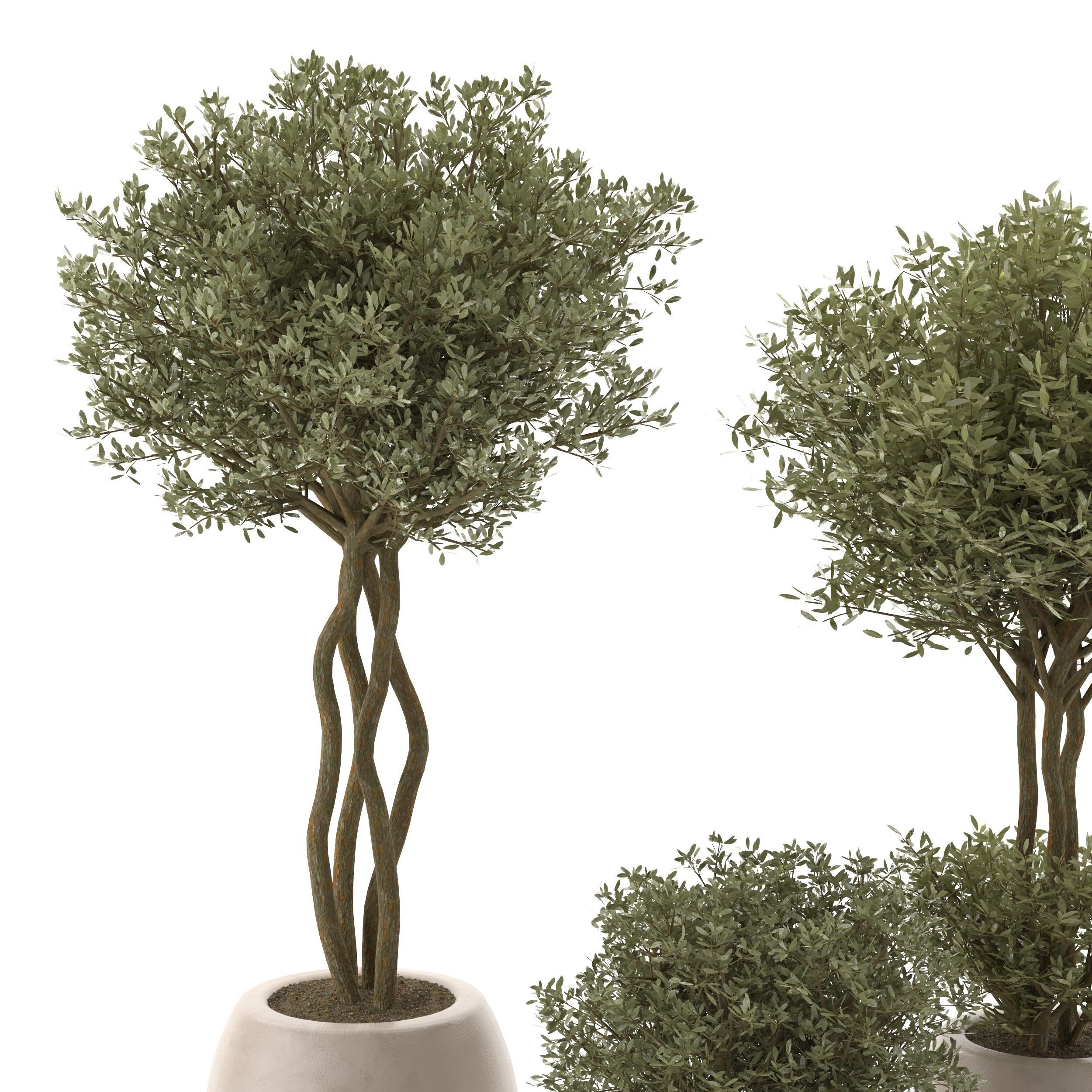 Indoor Plant set 102 3D model | CGTrader