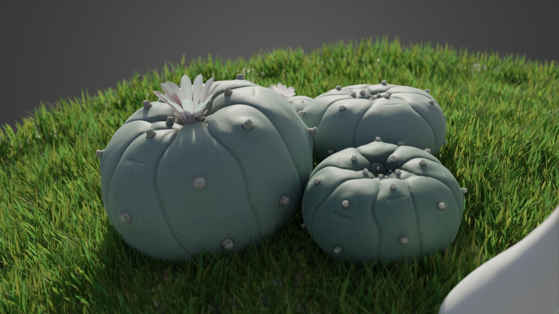 3D model Mushroom and Cactus VR / AR / low-poly | CGTrader