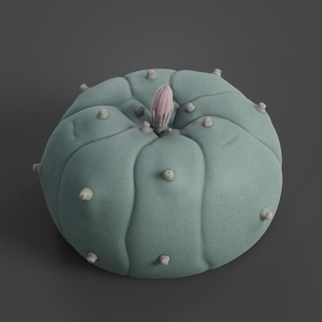 3D model Mushroom and Cactus VR / AR / low-poly | CGTrader