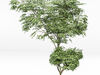 Beautiful Tree Japanese Cherry Velvet Mesquite Tree free 3D model ...