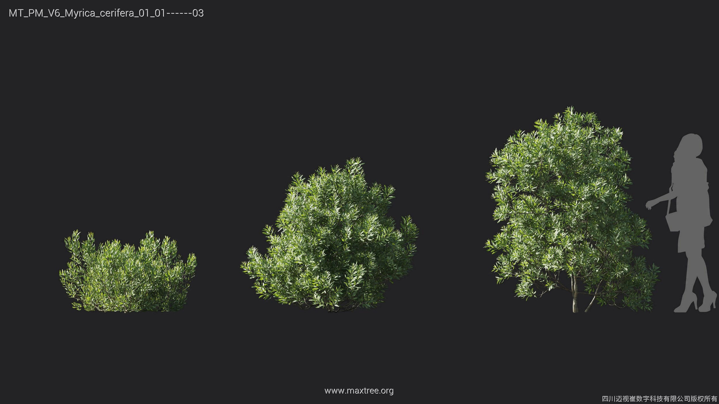 Maxtree Plant Models Vol 6 - Mesh 3D model | CGTrader