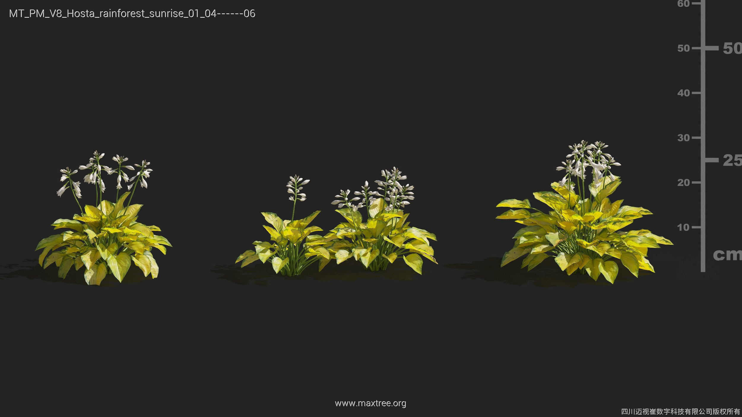 Maxtree Plant Models Vol 8 - Mesh 3D model | CGTrader