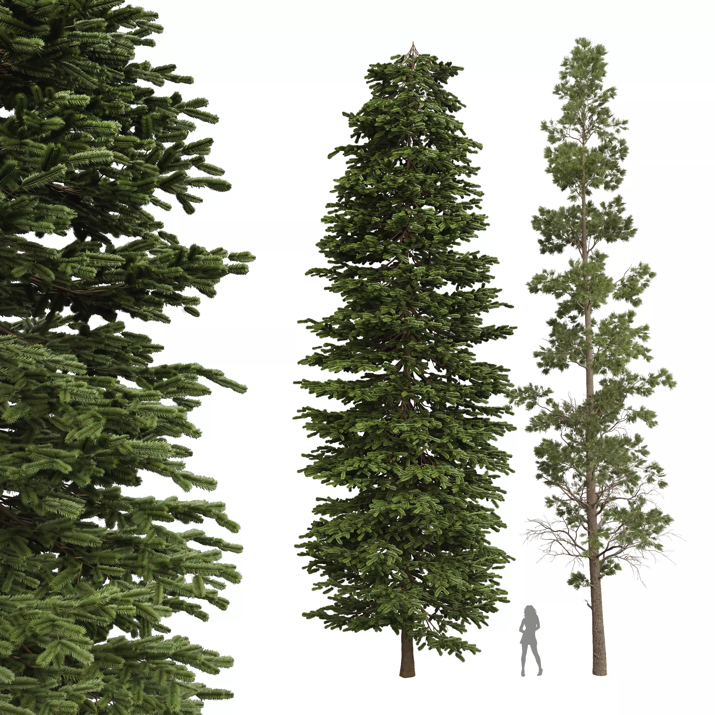 Black Spruce Picea Mariana Pine Chamaecyparis Thyoides 3D model | CGTrader
