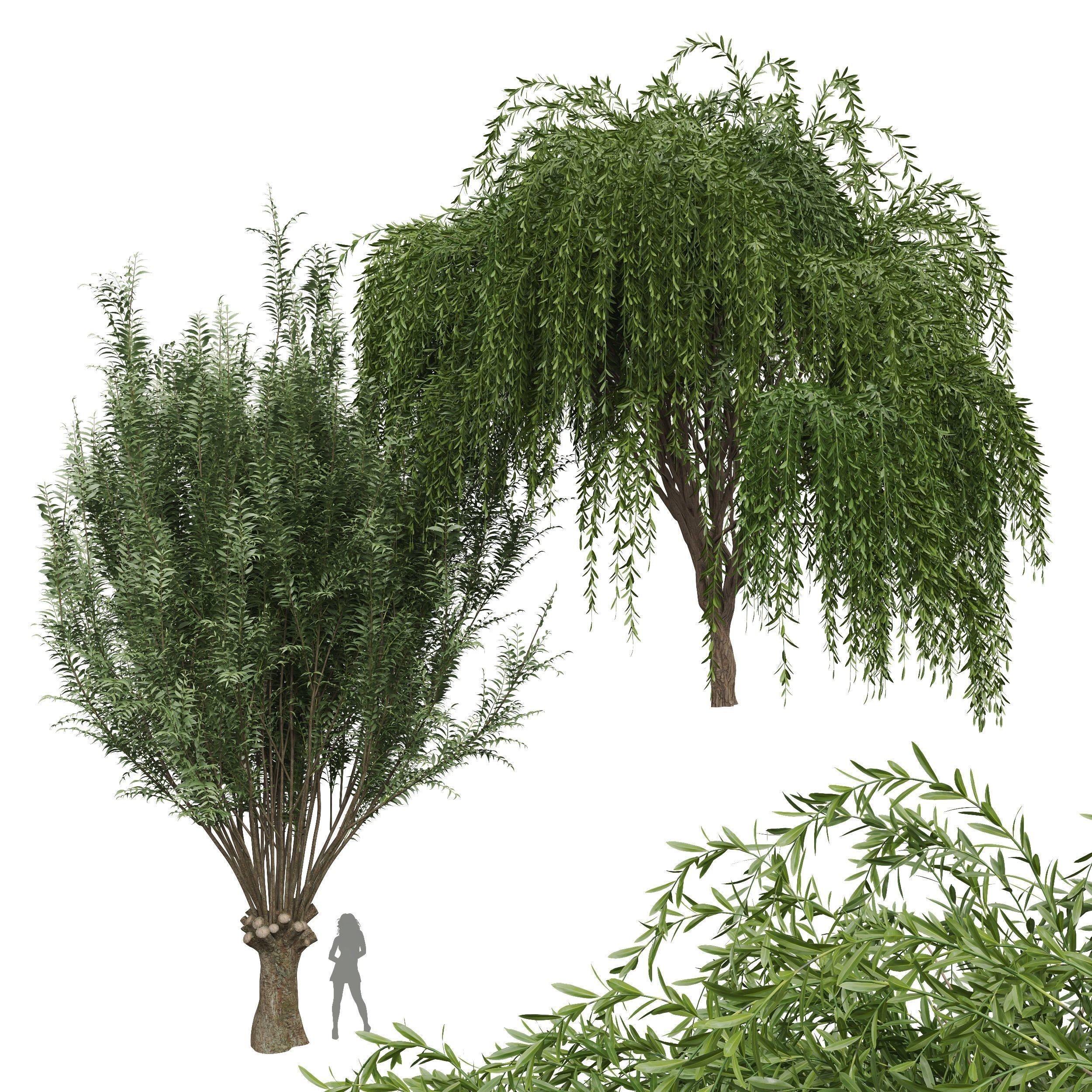 New Plant Weeping Pollard Willow Tree 3D model | CGTrader