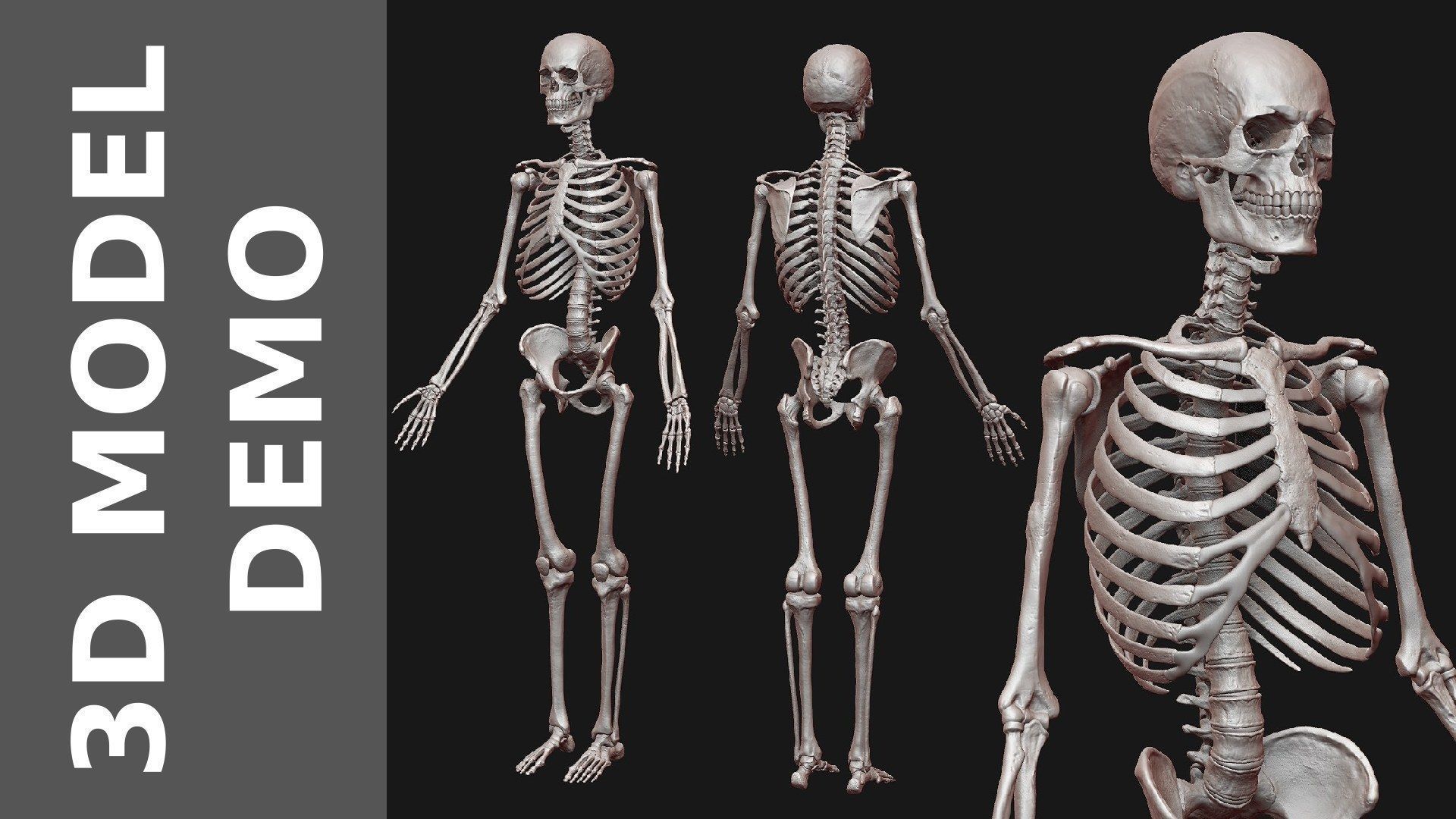 Human Male skeleton v2 Sculpt 3D model | CGTrader