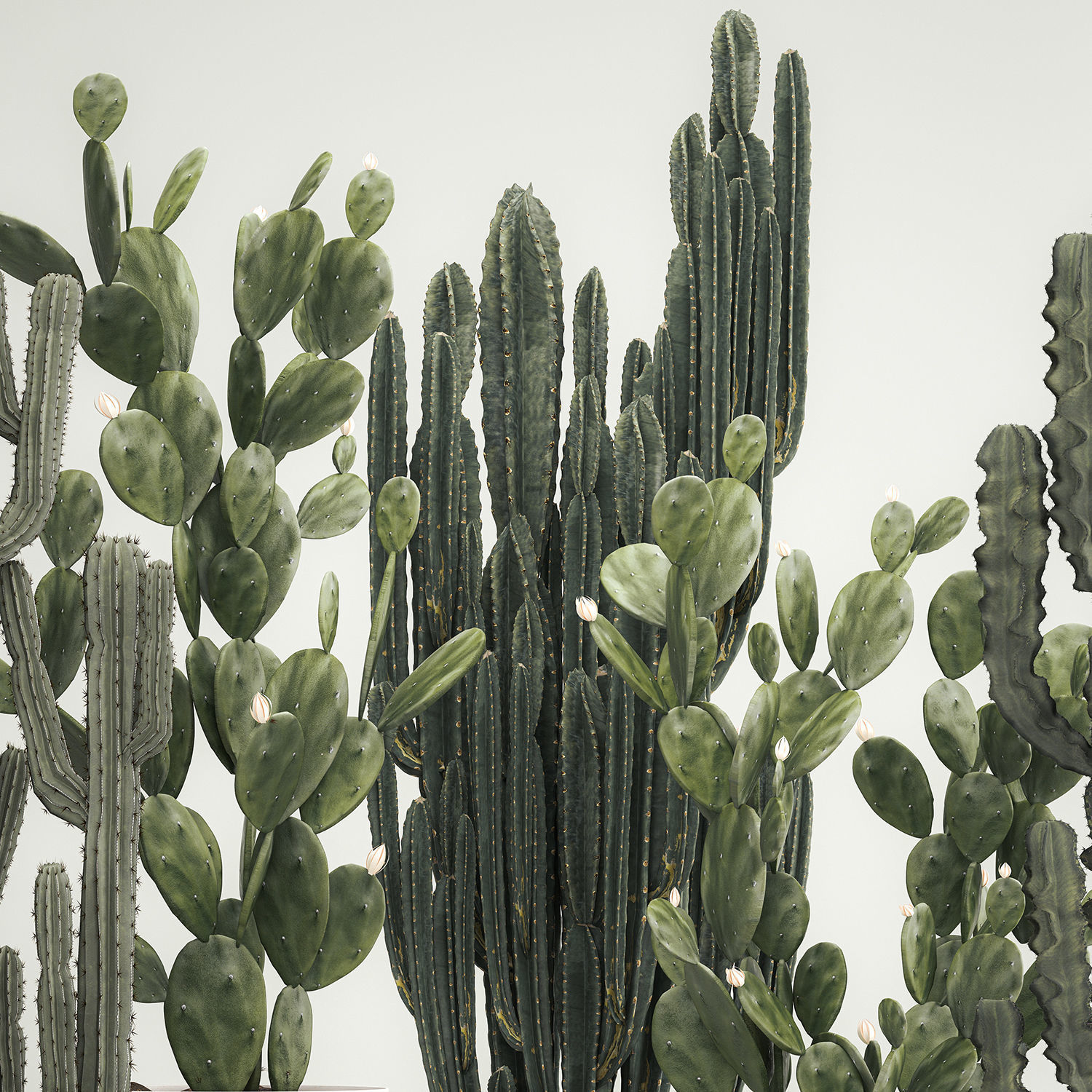 cactus plants for outdoors and interiors in concrete pots 1209 3D model ...