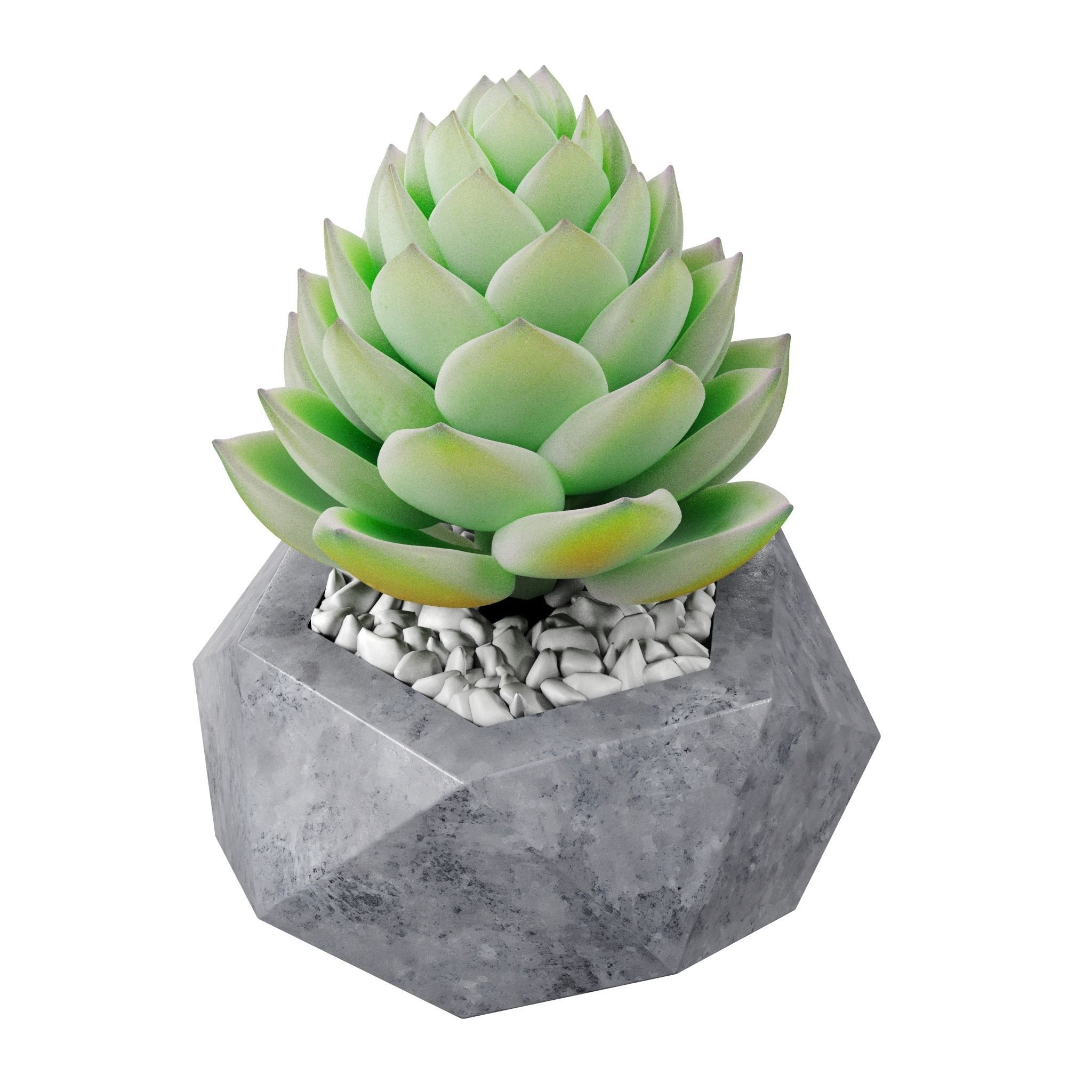 Succulent plant 1 3D model | CGTrader