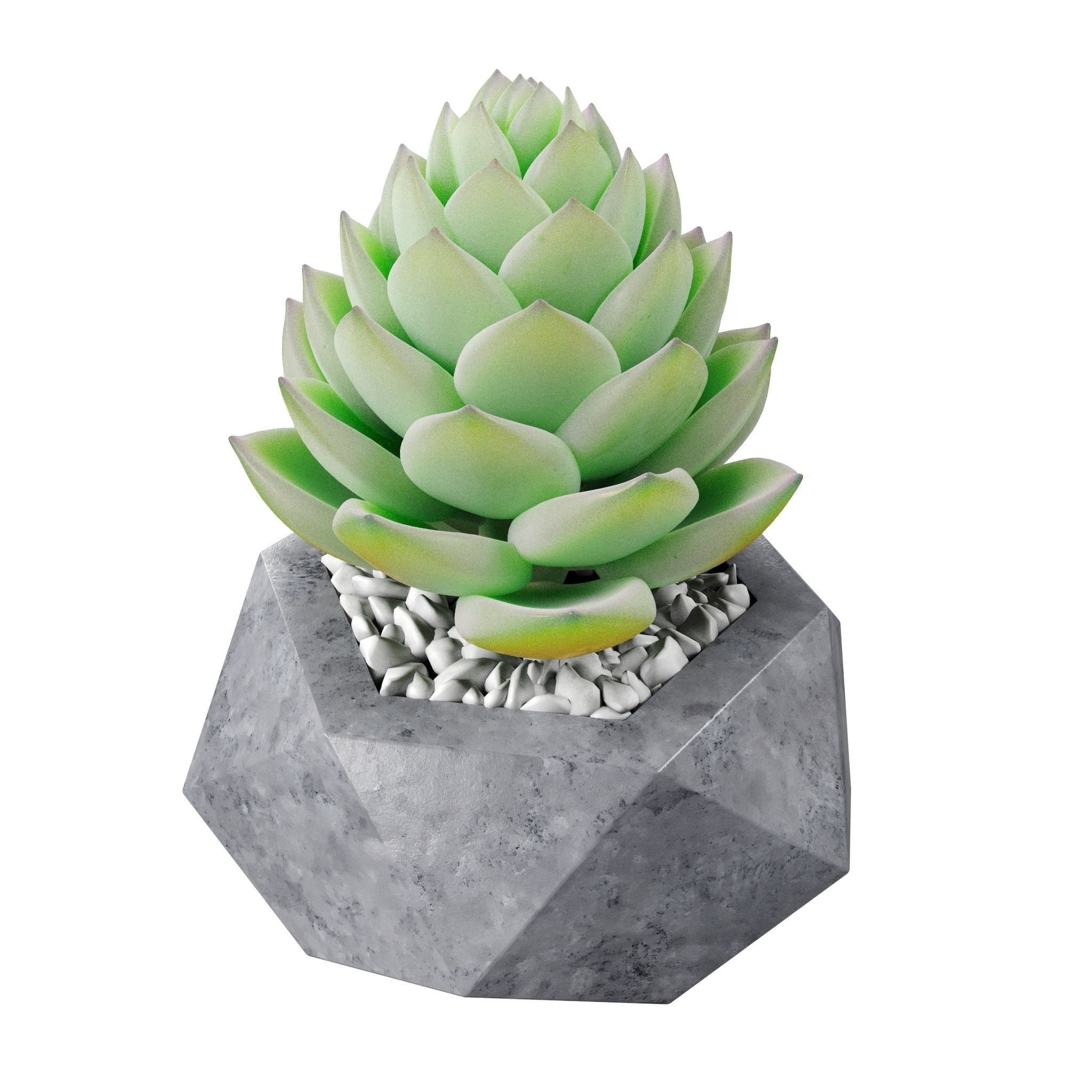 Succulent plant 1 3D model | CGTrader