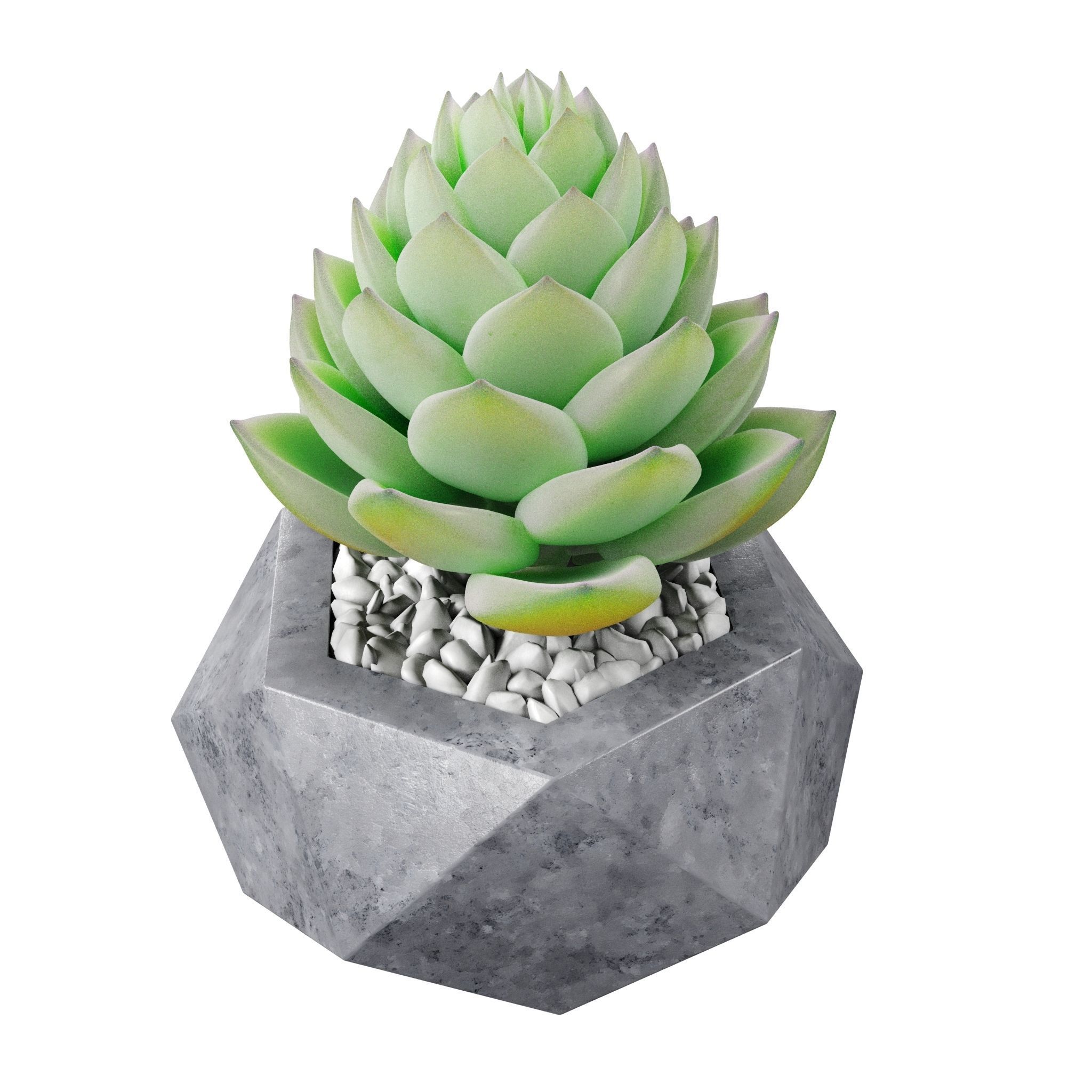 Succulent plant 1 3D model | CGTrader