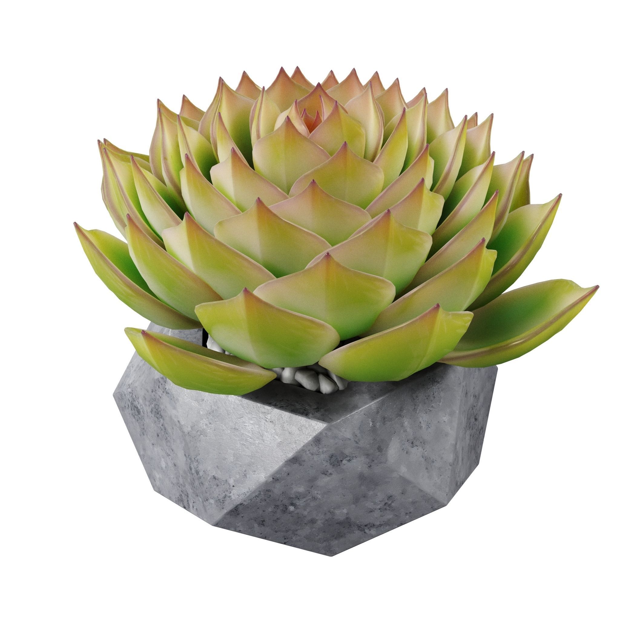 Succulent plant 2 3D model | CGTrader