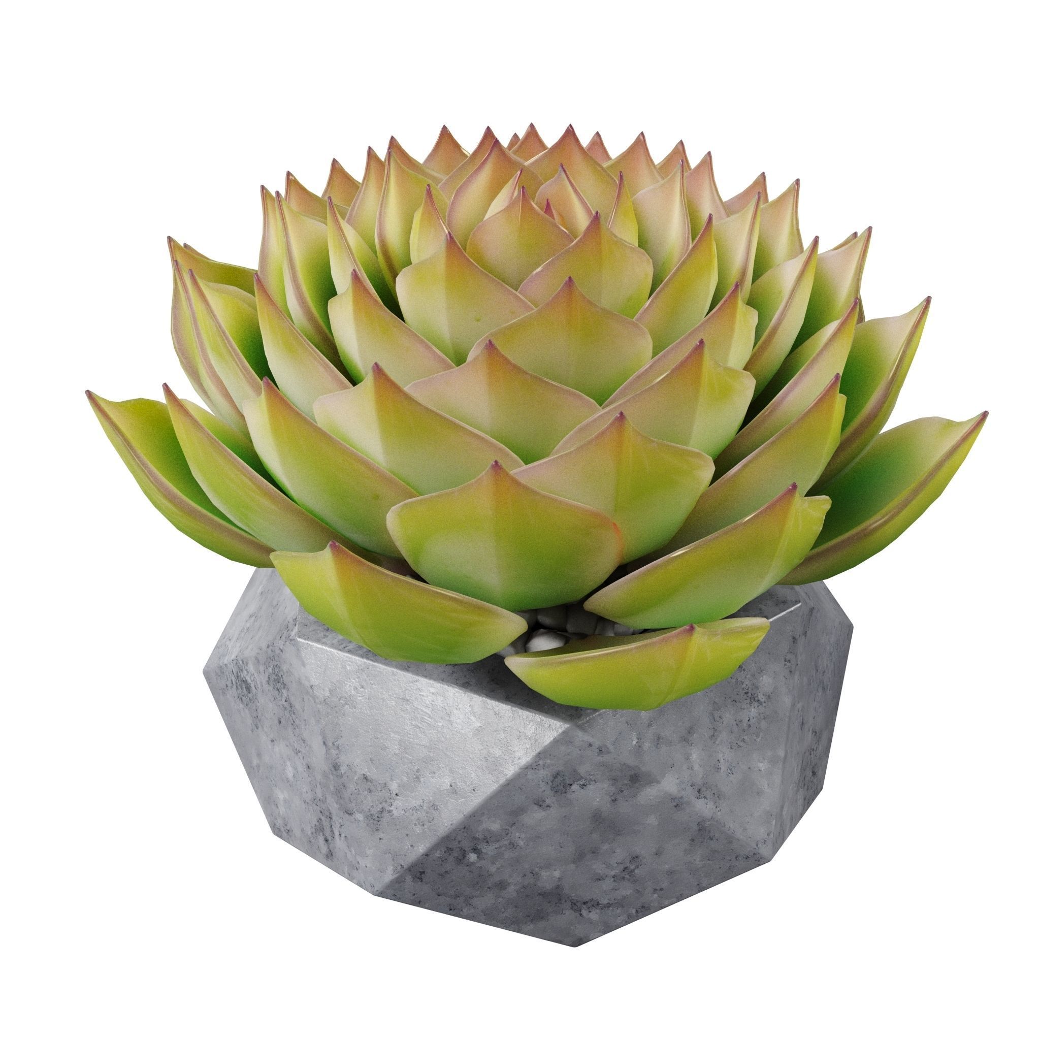 Succulent plant 2 3D model | CGTrader