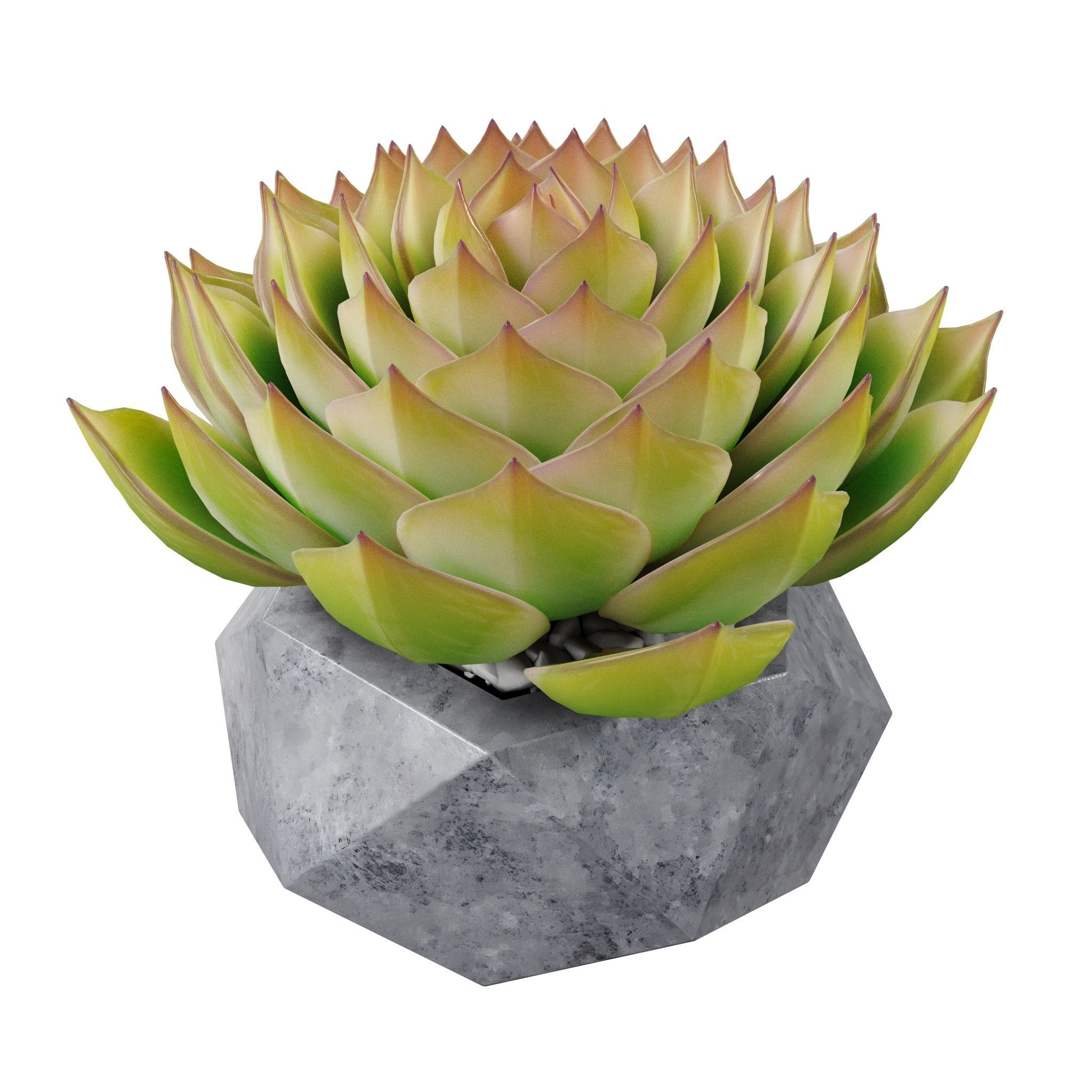 Succulent plant 2 3D model | CGTrader