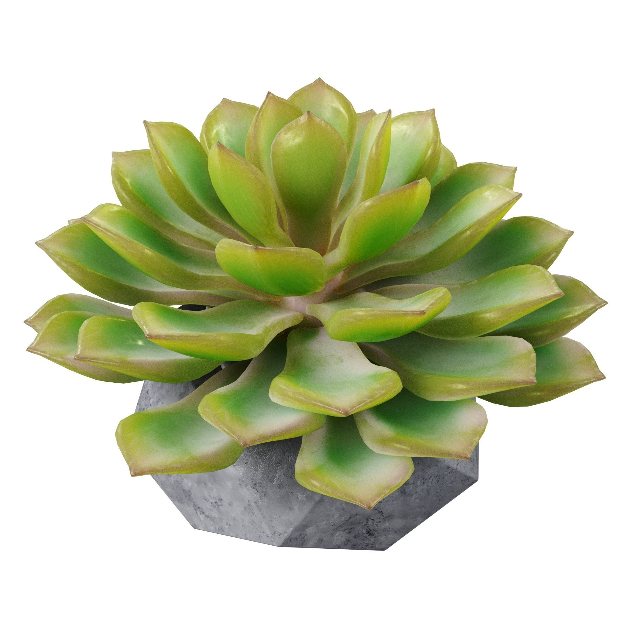 Succulent plant 3 3D model | CGTrader
