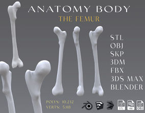 Femur 3D Models | CGTrader