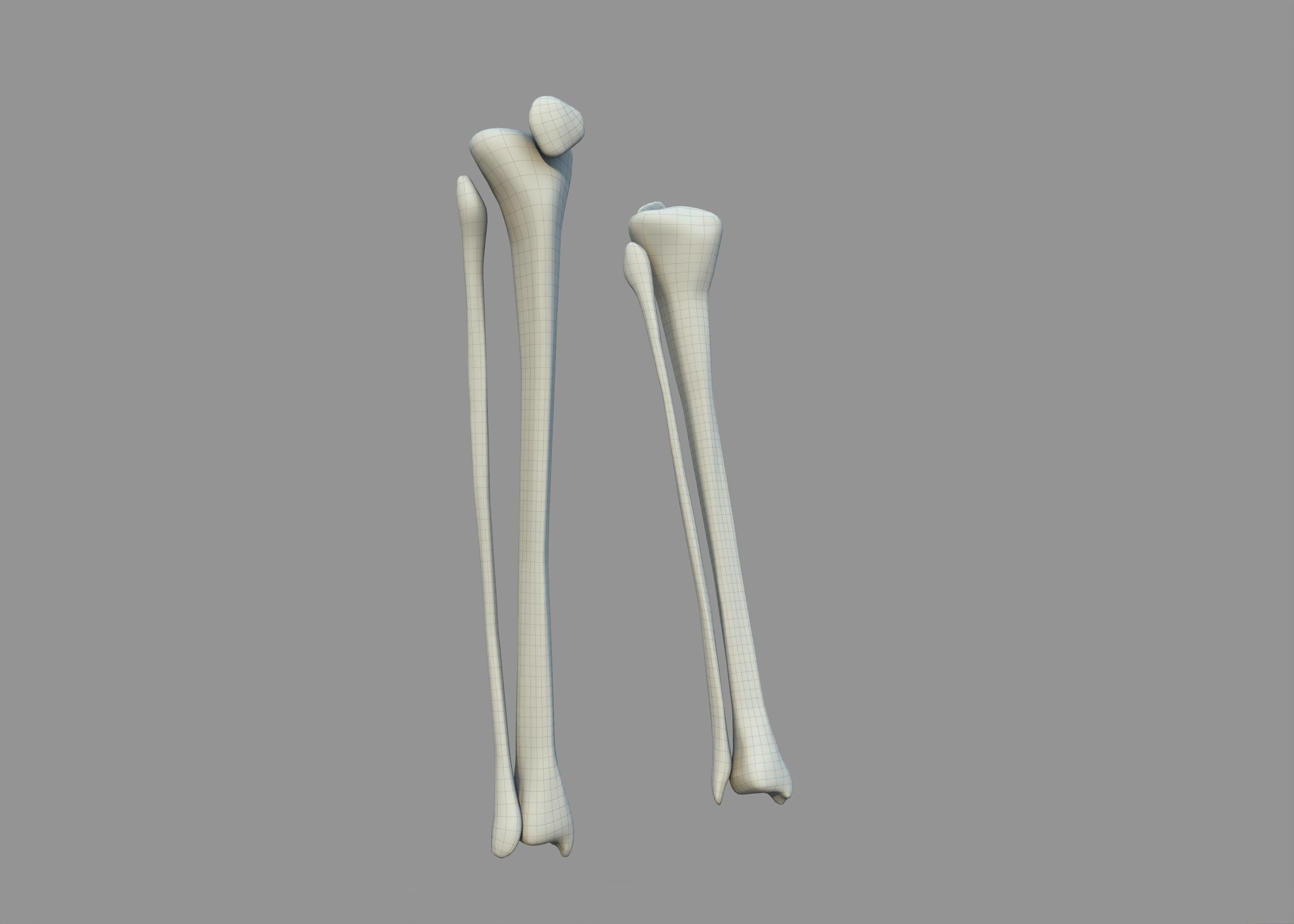 The tibia body Anatomy 3D model | CGTrader