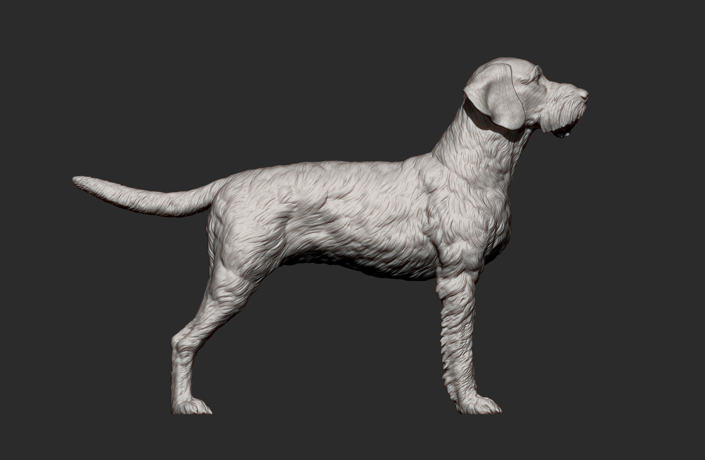 German wirehaired pointers 3D model 3D printable | CGTrader