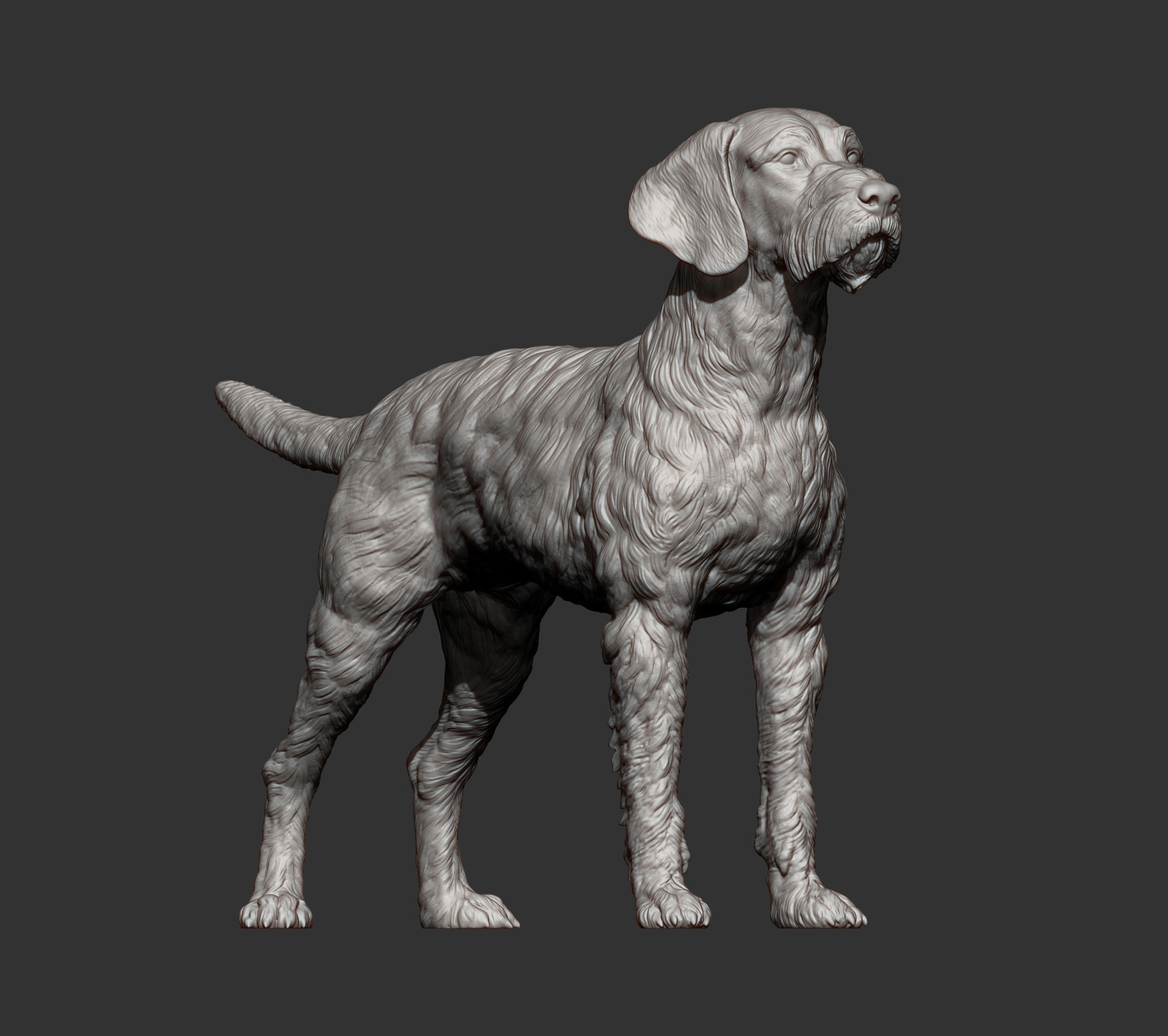 German wirehaired pointers 3D model 3D printable | CGTrader