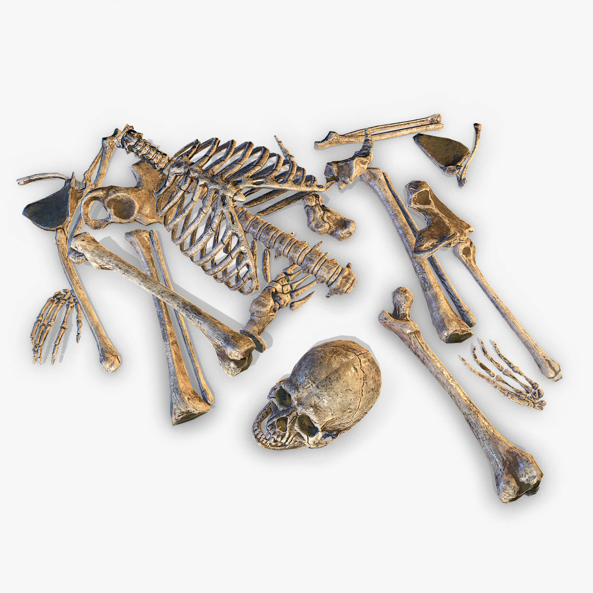 3D model Old Human Bones VR / AR / low-poly | CGTrader
