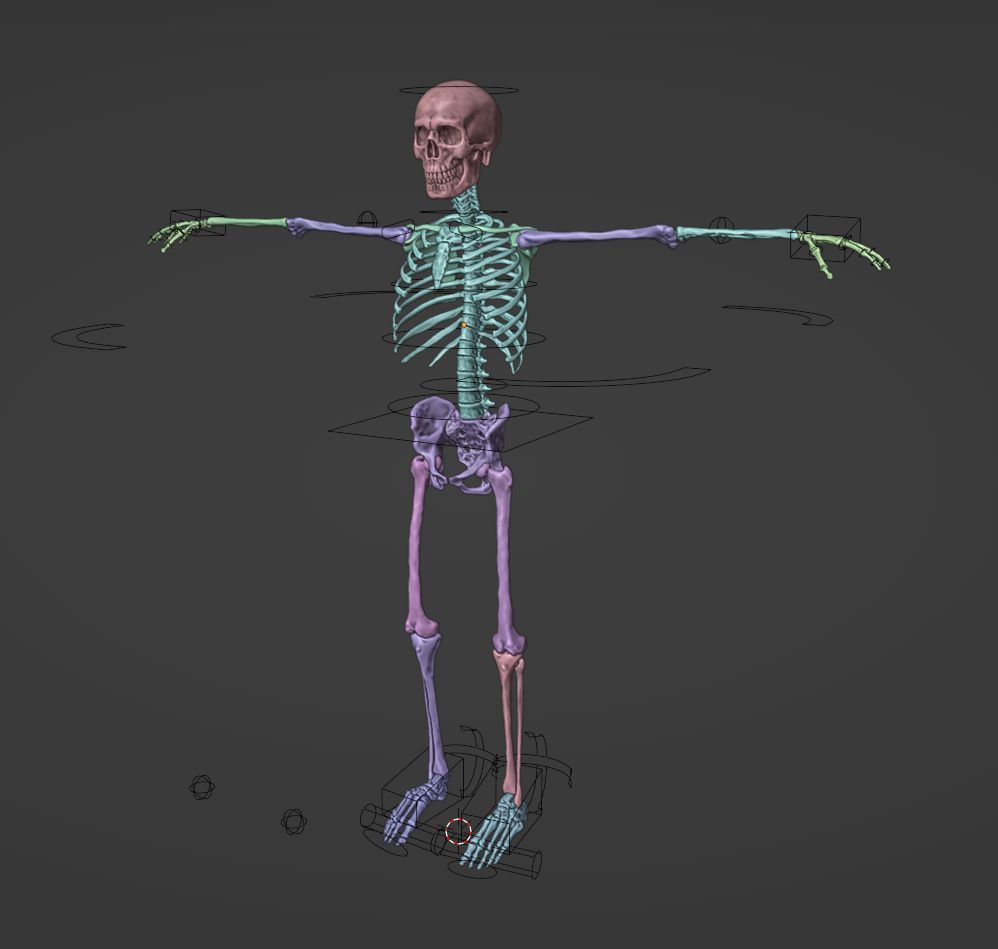 SKELETON - FULL RIGGED 3D model animated rigged | CGTrader
