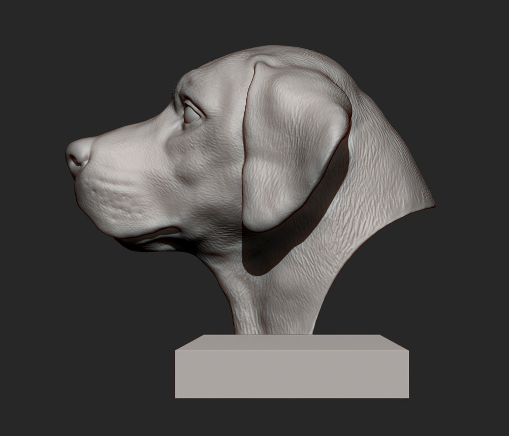 Labrador bust of dog 3D model 3D printable | CGTrader