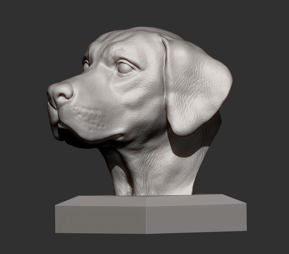 Labrador bust of dog 3D model 3D printable | CGTrader