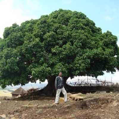 Odaa Tree free 3D model | CGTrader