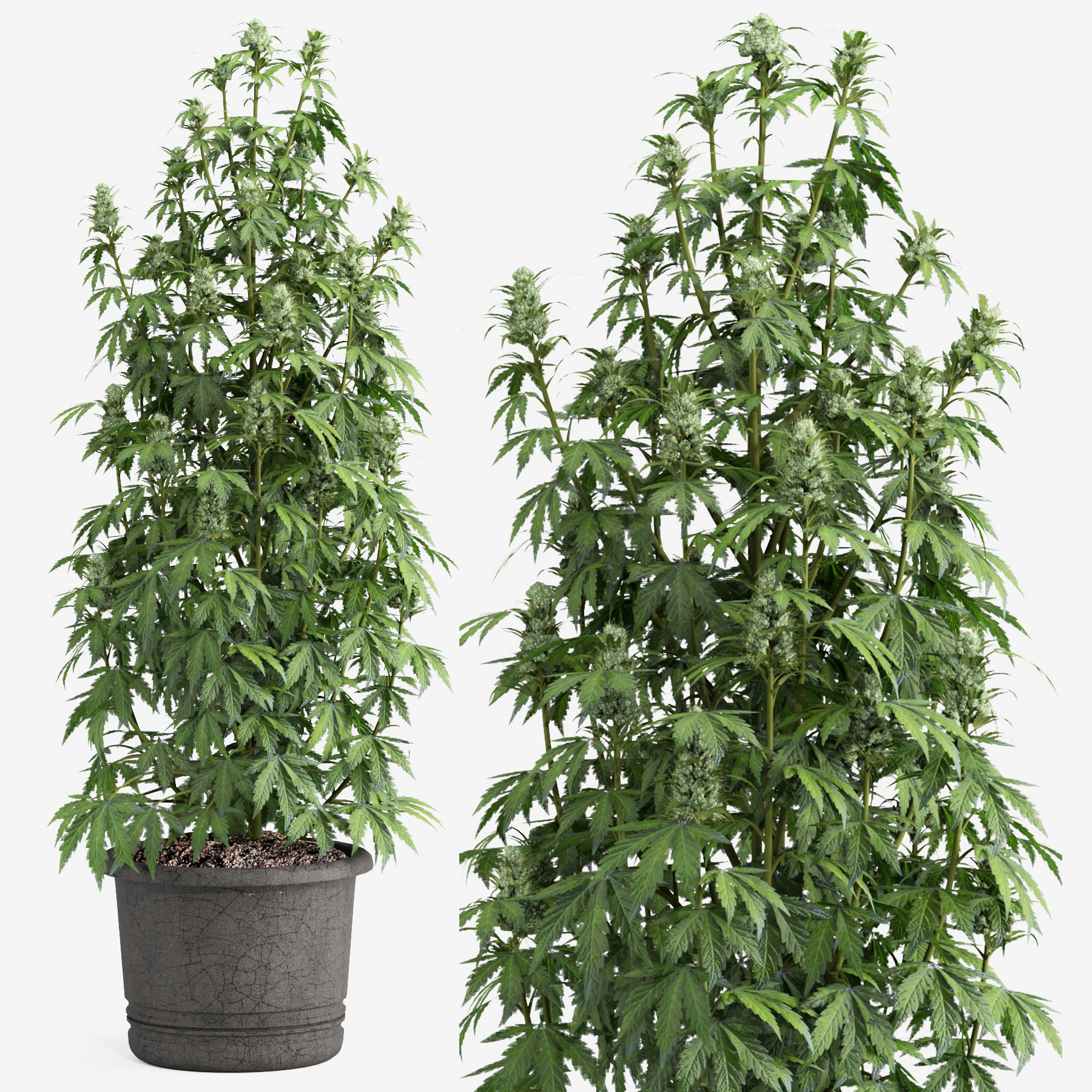 outdoor indoor plant009 Cannabis sativa marijuana 3D model | CGTrader