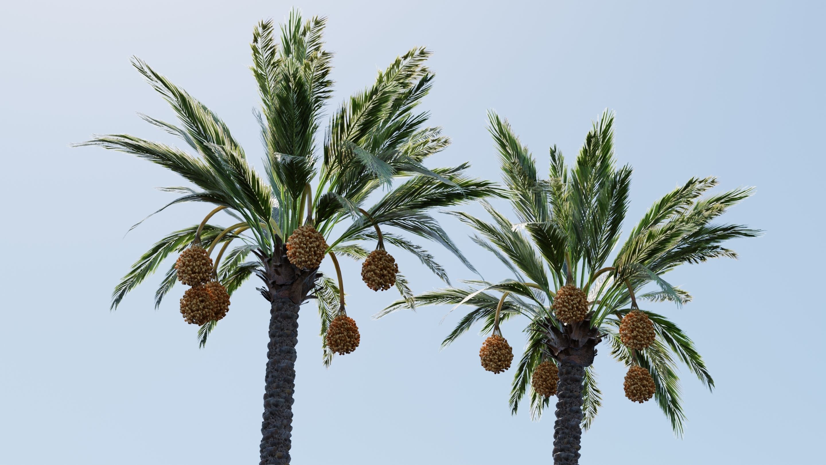 3D model Date Palm Tree Full Texture and Particle Set and LODs for ...