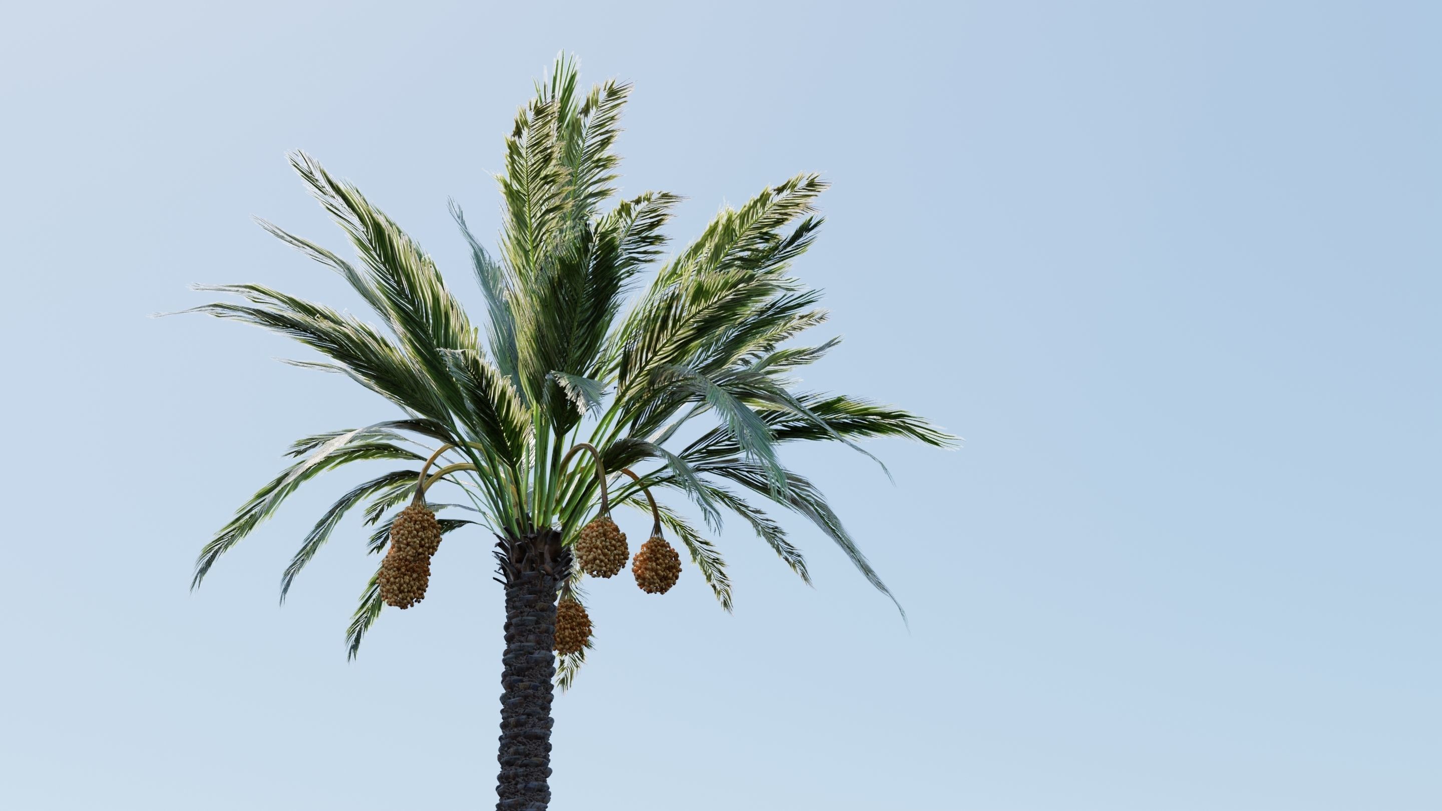 3D model Date Palm Tree Full Texture and Particle Set and LODs for ...