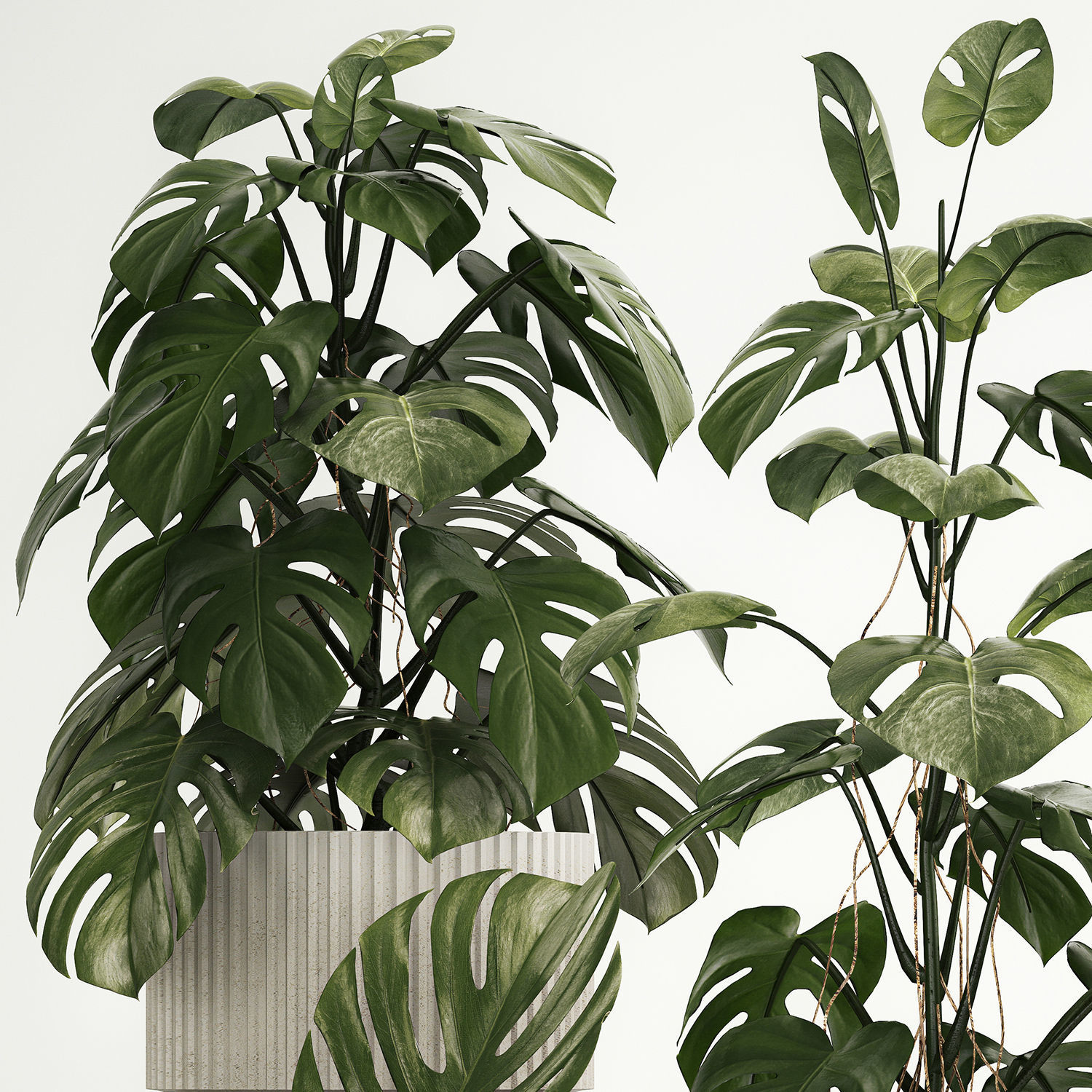 Set of monstera bush plants in a flower pot 1213 3D model | CGTrader