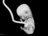 3D model Animated and Morphed Human Fetus VR / AR / low-poly | CGTrader
