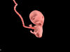 3D model Animated and Morphed Human Fetus VR / AR / low-poly | CGTrader