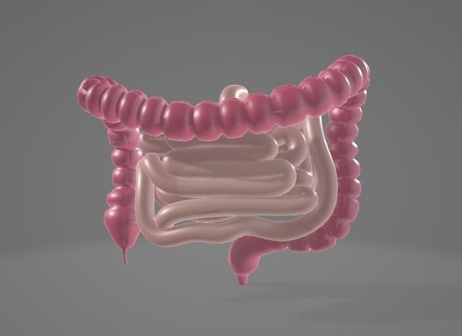 HUMAN INTESTINE 3D MODEL - ANATOMY 3D model | CGTrader