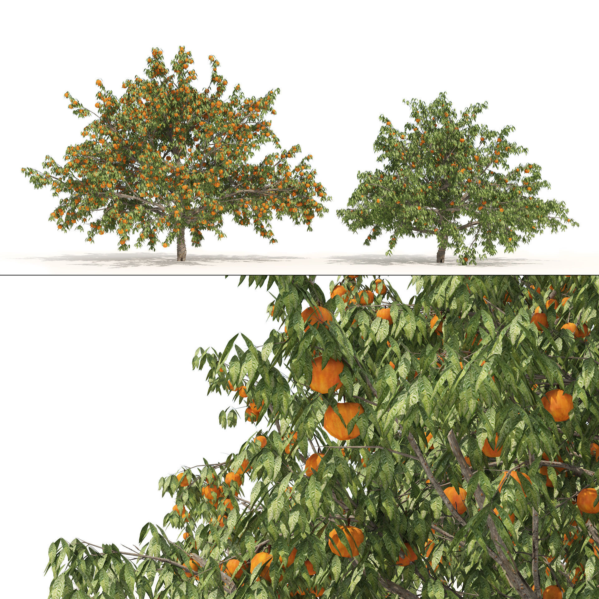 2 Freestone Peach fruit Trees 3D model | CGTrader