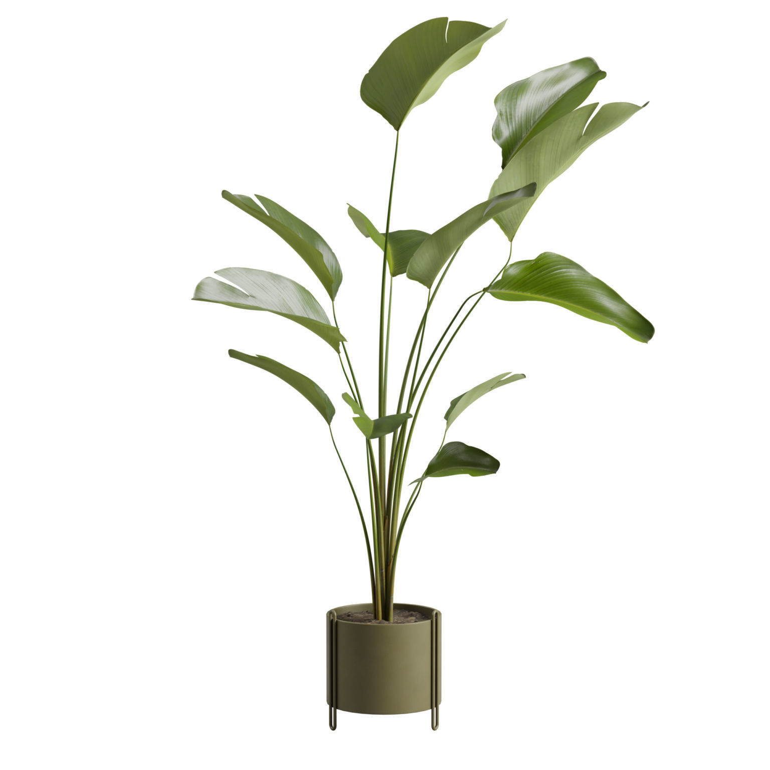 Potted Calathea Lutea 3D model | CGTrader