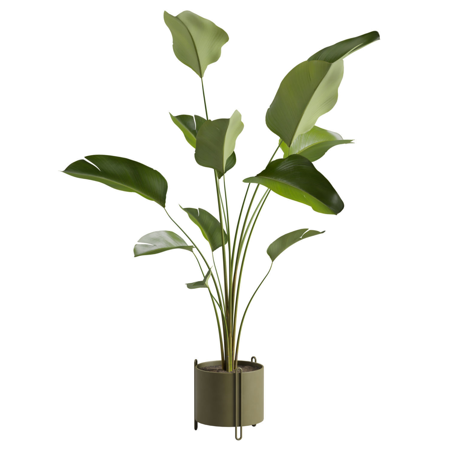 Potted Calathea Lutea 3D model | CGTrader