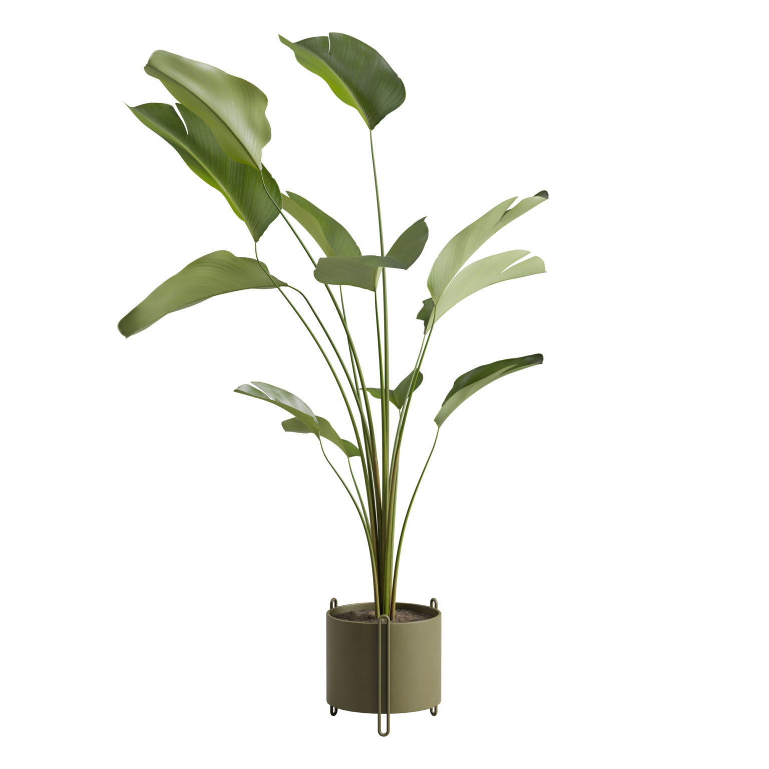 Potted Calathea Lutea 3D model | CGTrader