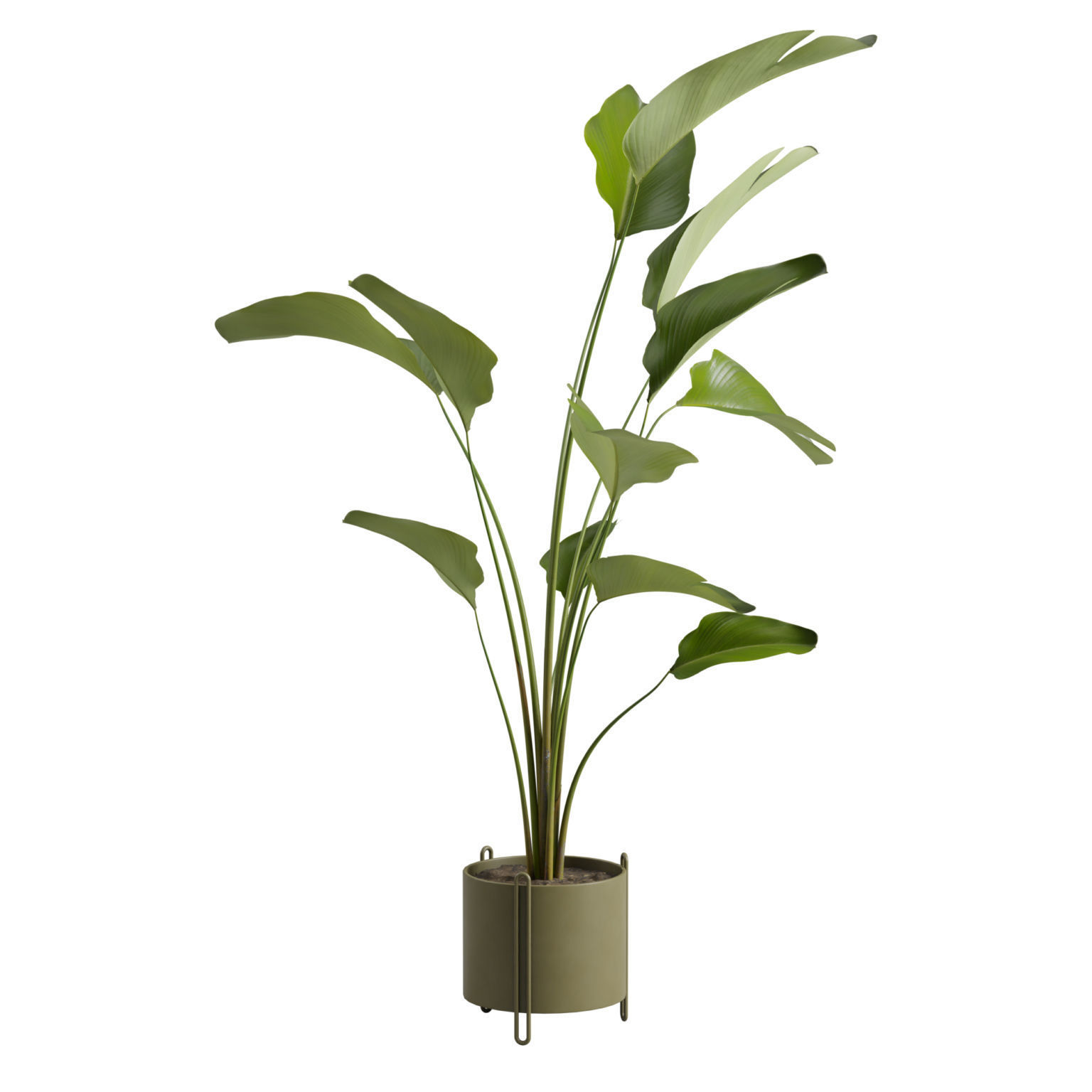 Potted Calathea Lutea 3D model | CGTrader