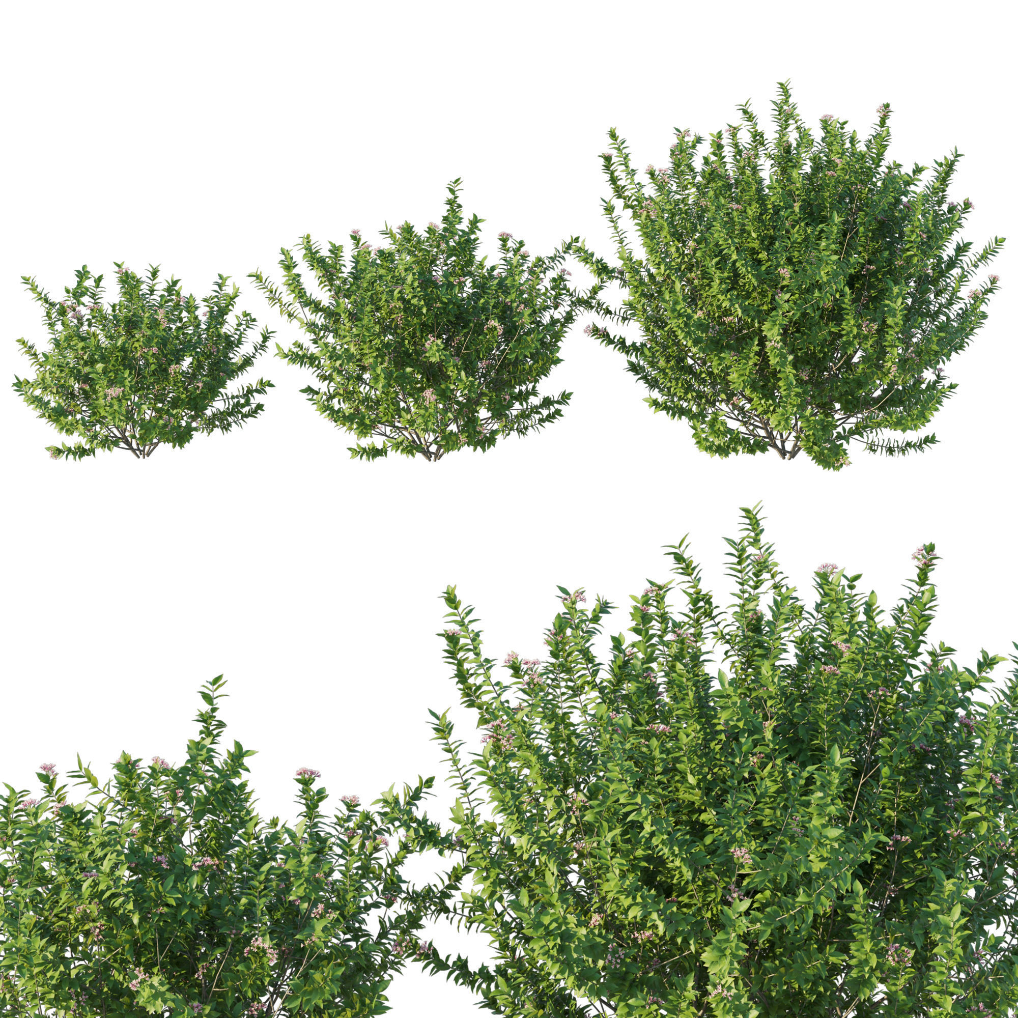 bushes 02 3D model | CGTrader