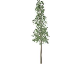 Aspen tree 3D Models | CGTrader