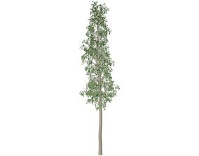 Aspen tree 3D Models | CGTrader