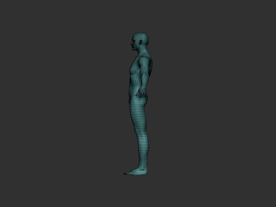 3D model Anatomy base 3D model VR / AR / low-poly | CGTrader