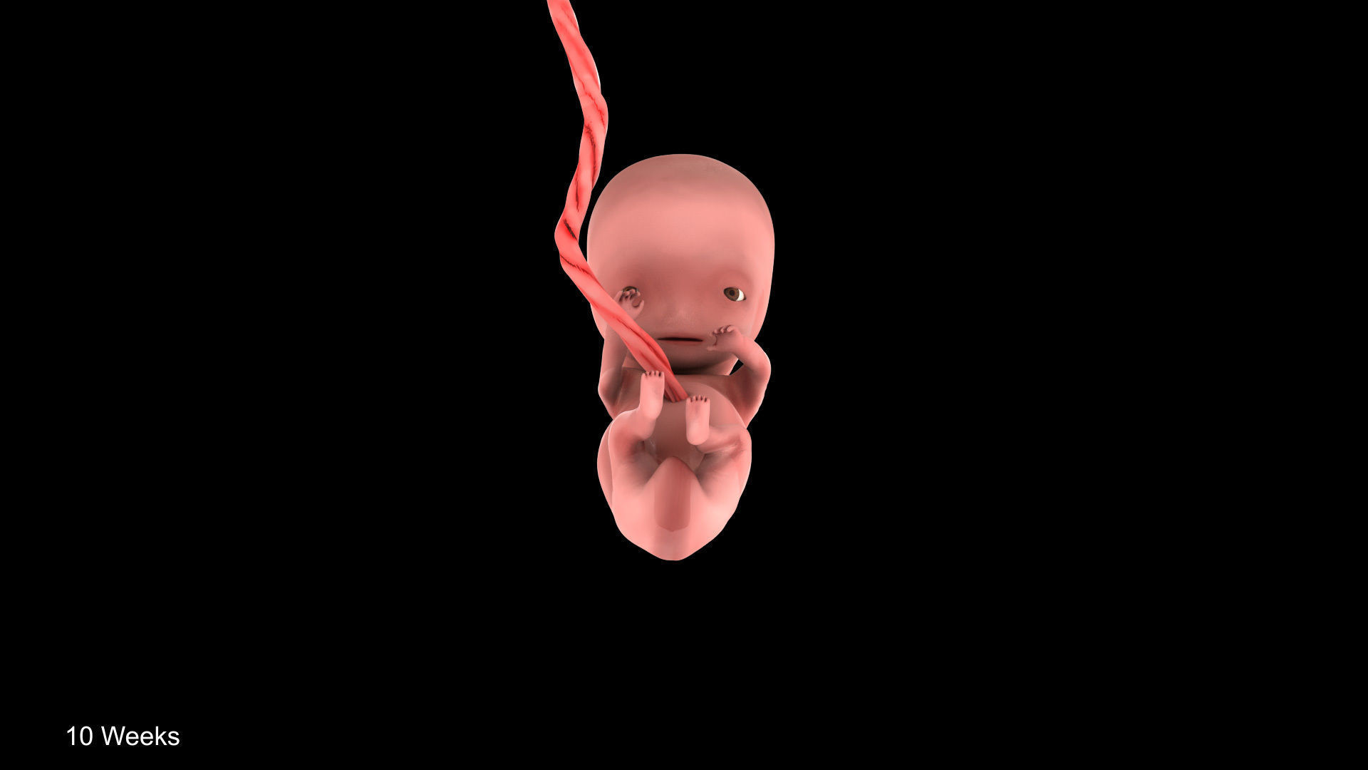 3D model 10 Weeks Human Fetus VR / AR / low-poly | CGTrader